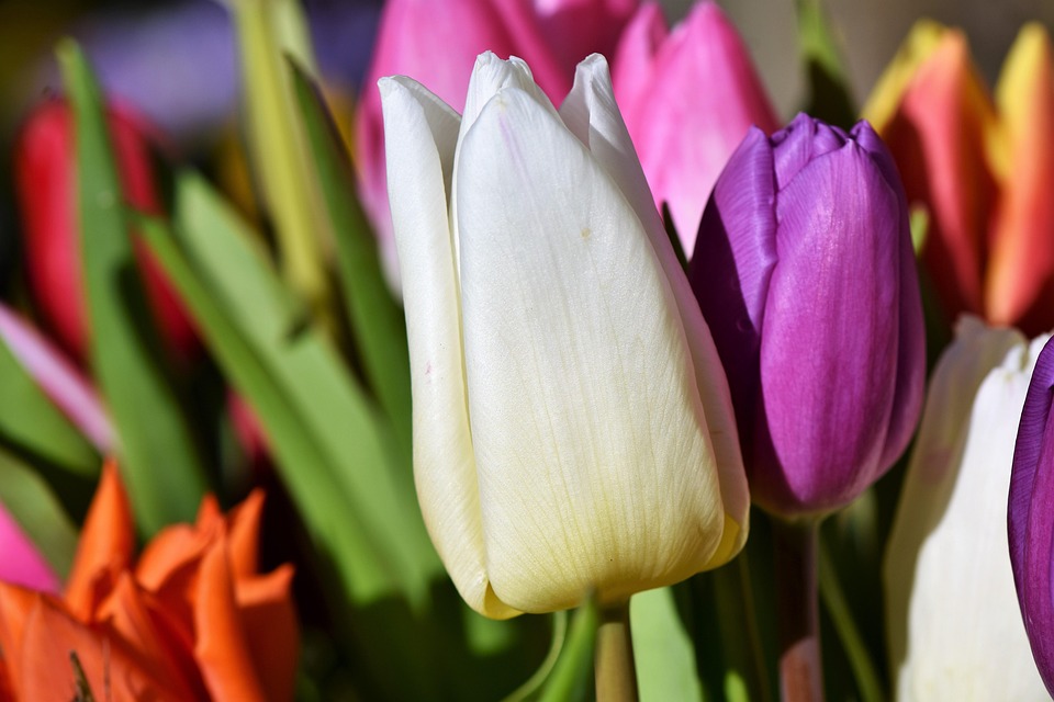 Tulip Blossom Bloom - Free photo on Pixabay