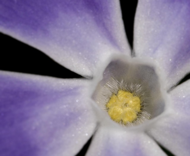 Bunga Flora Daun - Foto gratis di Pixabay - Pixabay