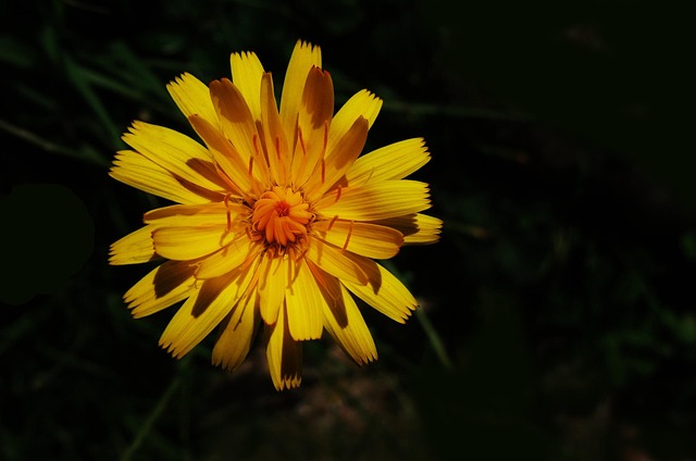 Nature Flower Bloom Rugged - Free photo on Pixabay