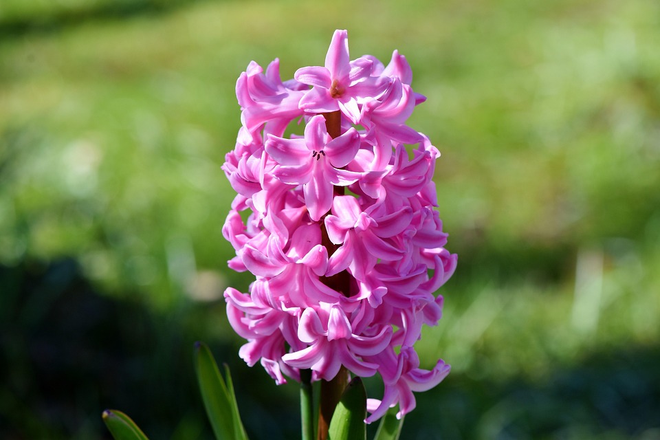 Hyacinth Blossoms Spring Flower - Free photo on Pixabay