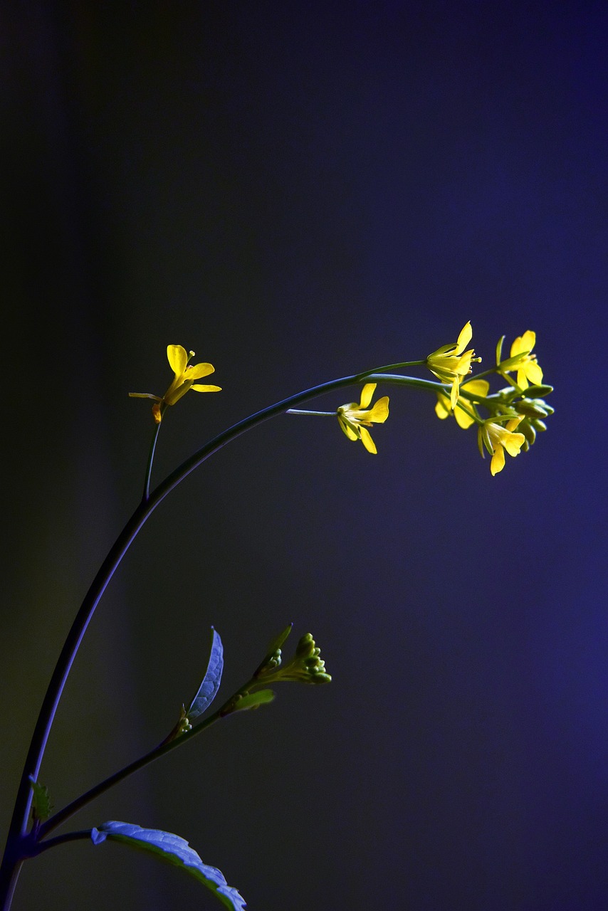 200,000+ Free Mustard Plant & Mustard Photos - Pixabay