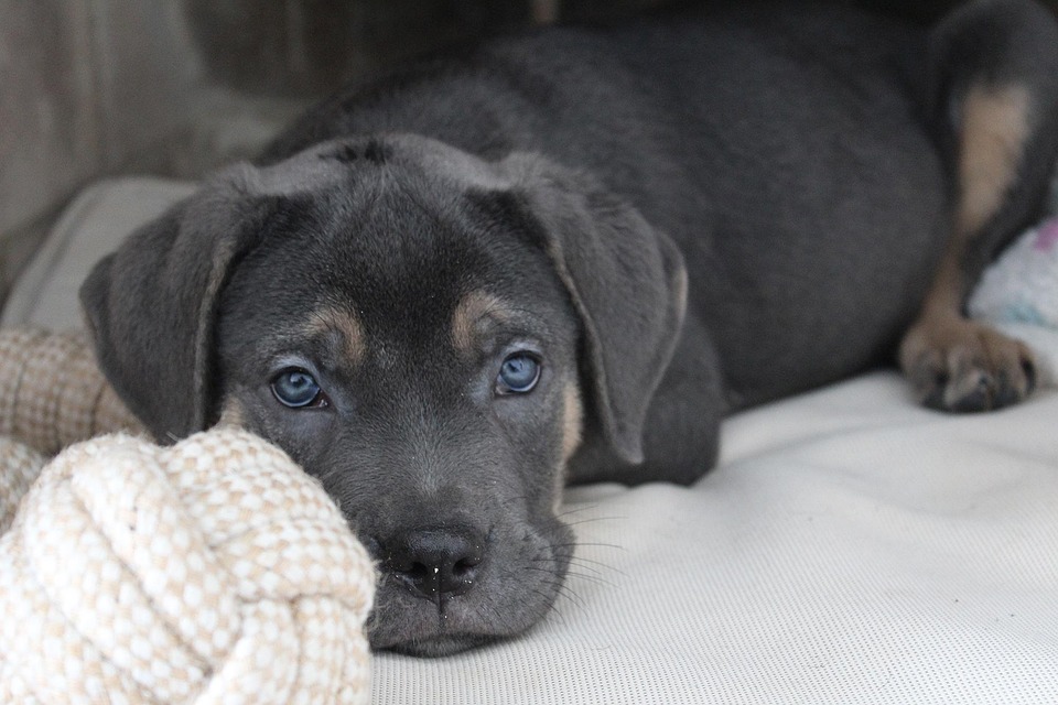 Perro Linda Canino - Foto gratis en Pixabay