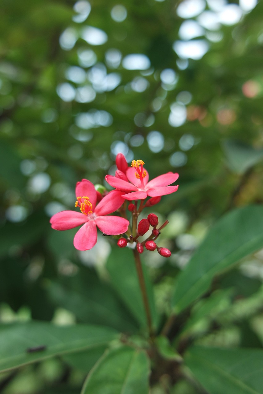 Nature Flora Flower - Free photo on Pixabay - Pixabay