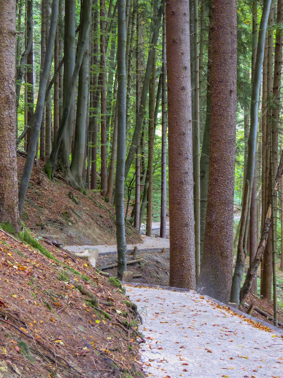 Walkway Winding Forest - Free photo on Pixabay - Pixabay