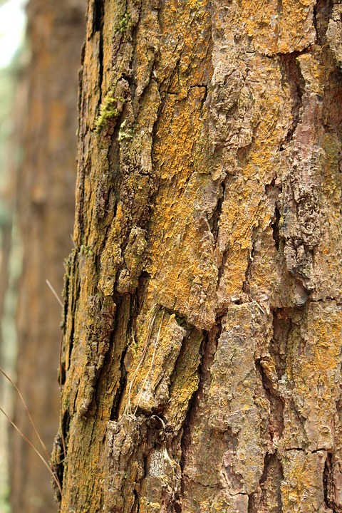 Arbre Nature Aboyer - Photo gratuite sur Pixabay - Pixabay
