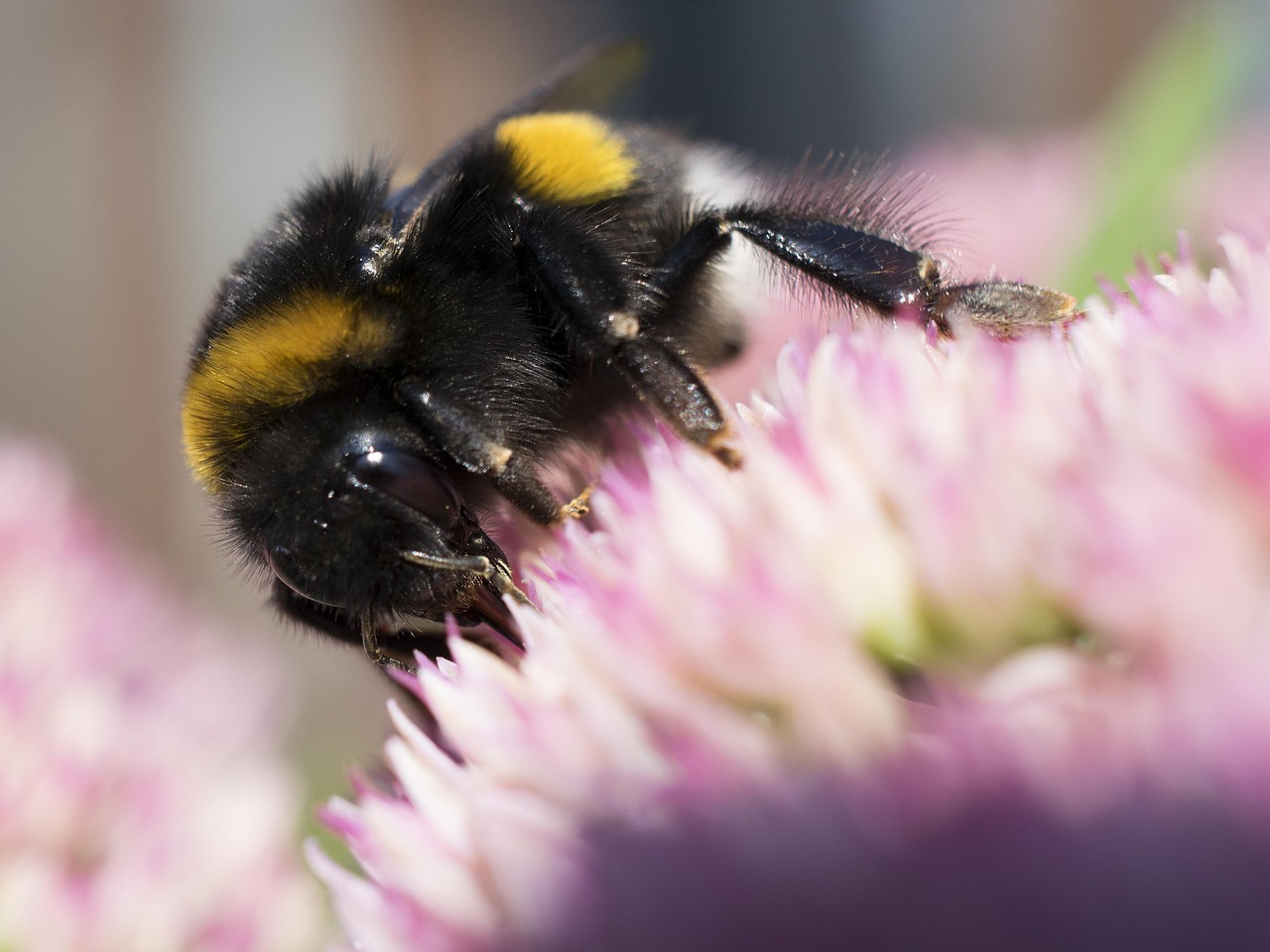 Bourdon Macro - Photo gratuite sur Pixabay - Pixabay