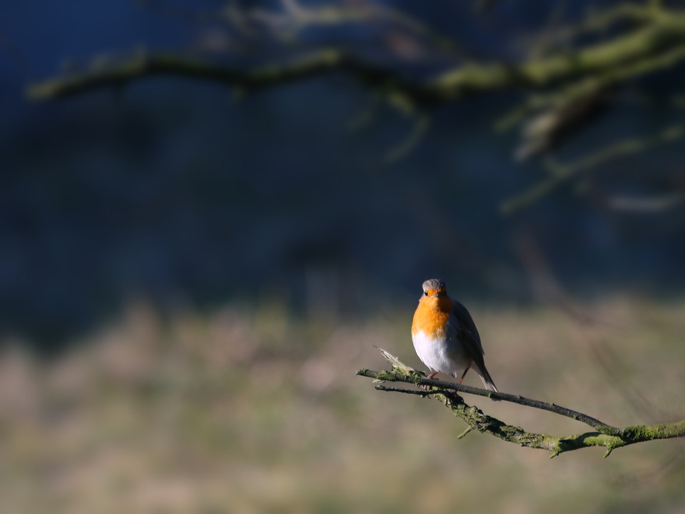 Redbreast Lintu Haara - Ilmainen valokuva Pixabayssa - Pixabay
