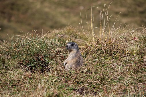 7+ Free Nagetiere Schweiz & Marmot Images - Pixabay