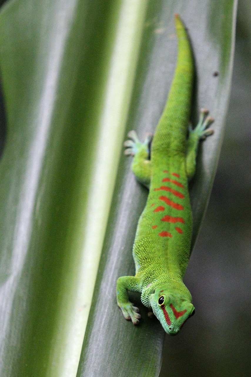 Reptile Lizard Wildlife - Free photo on Pixabay