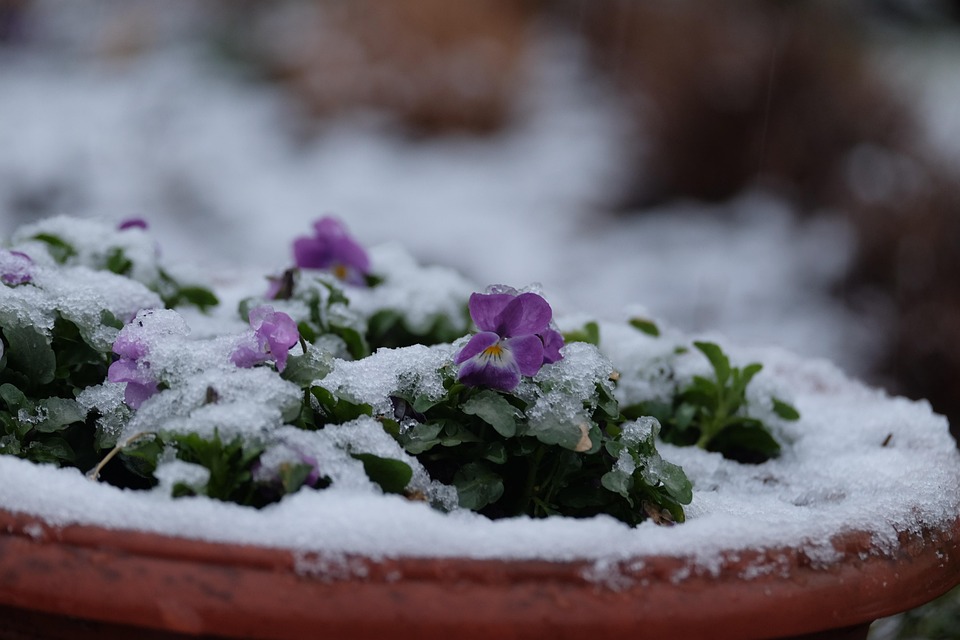 Flower Close Up Winter Easter - Free photo on Pixabay - Pixabay