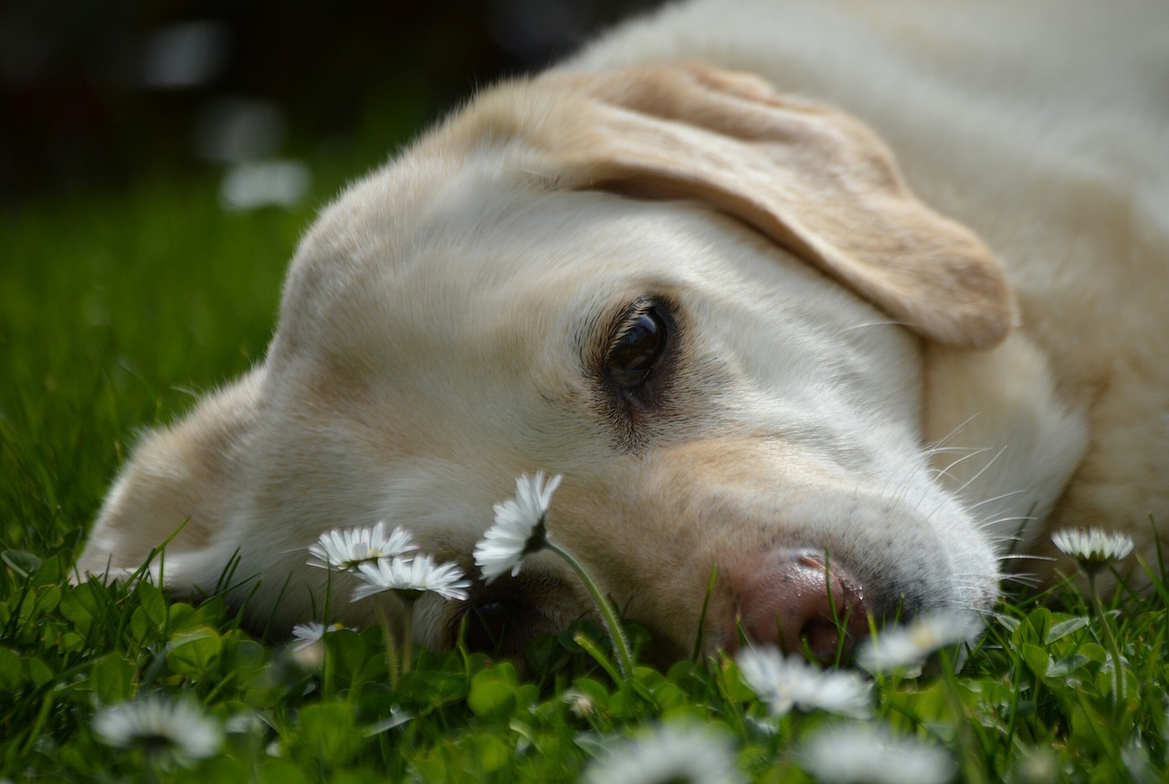 Animal Cute Dog - Free photo on Pixabay - Pixabay