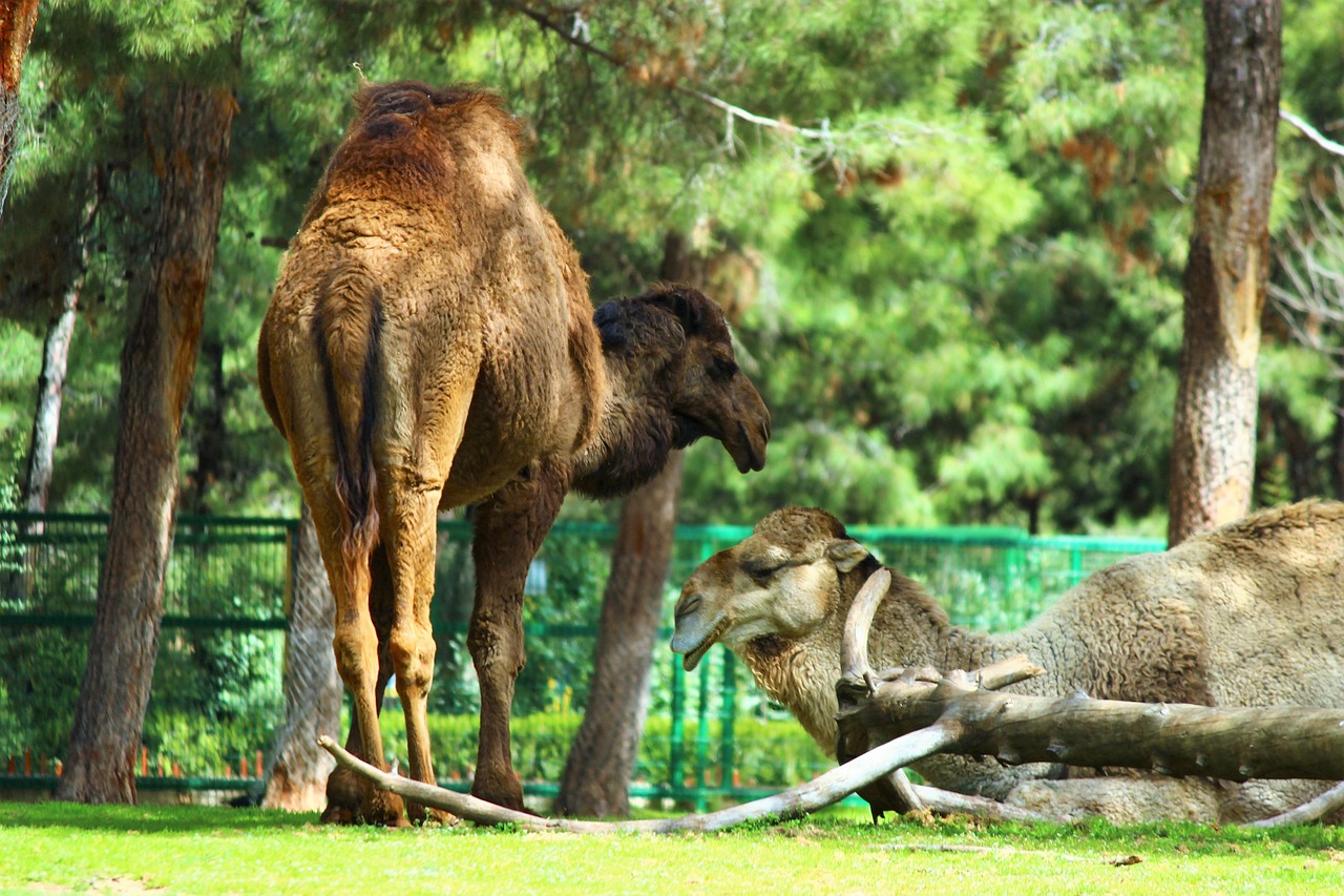 Natureza Animais Mamíferos - Foto gratuita no Pixabay - Pixabay