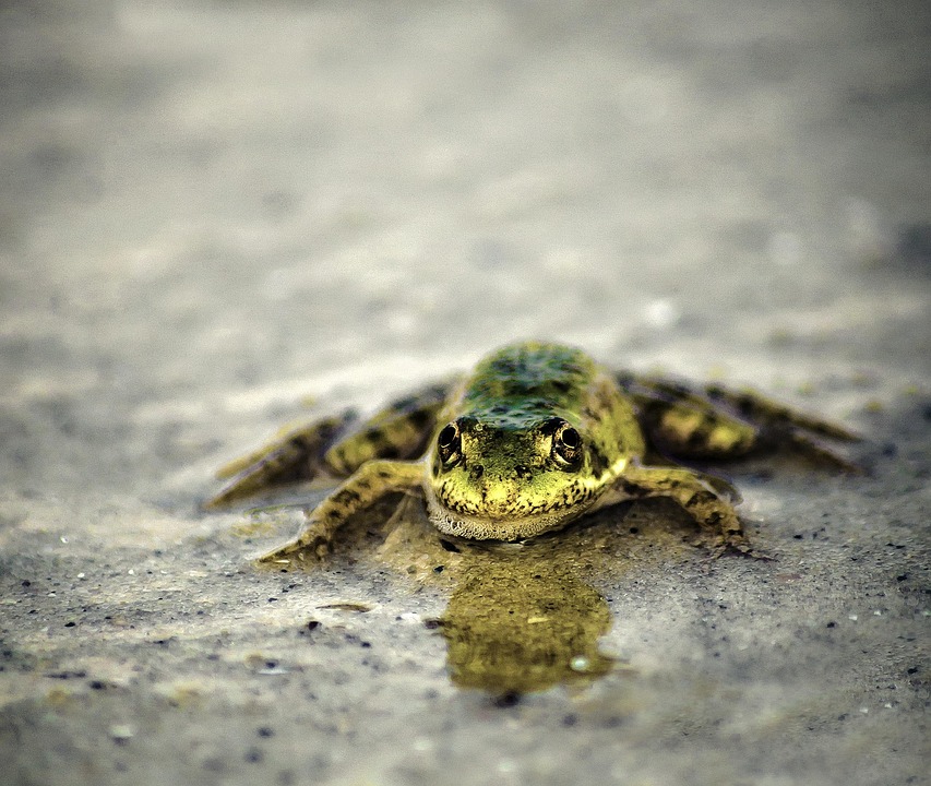 Reptile Amphibiens La Nature - Photo gratuite sur Pixabay - Pixabay
