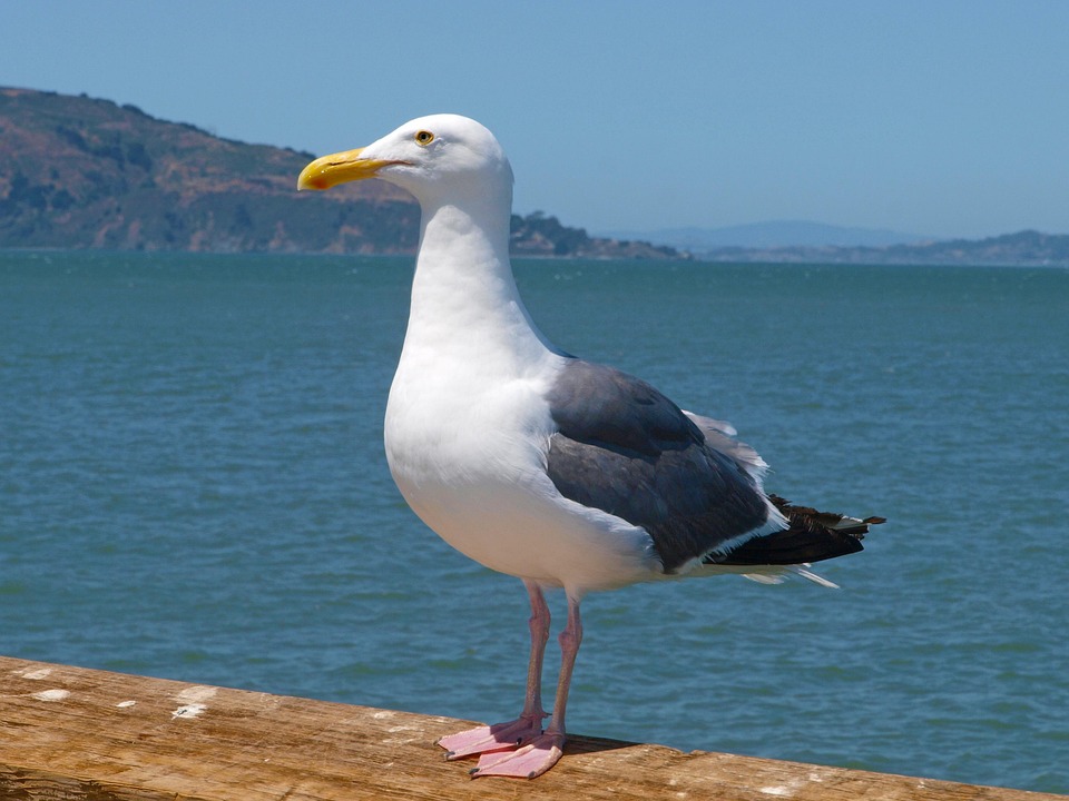 Sea Water Bird - Free photo on Pixabay