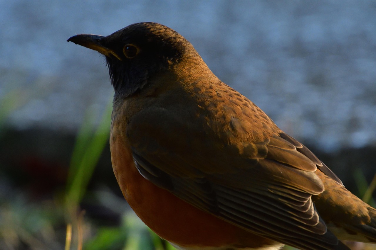 Bird Wild Animals Natural - Free photo on Pixabay - Pixabay