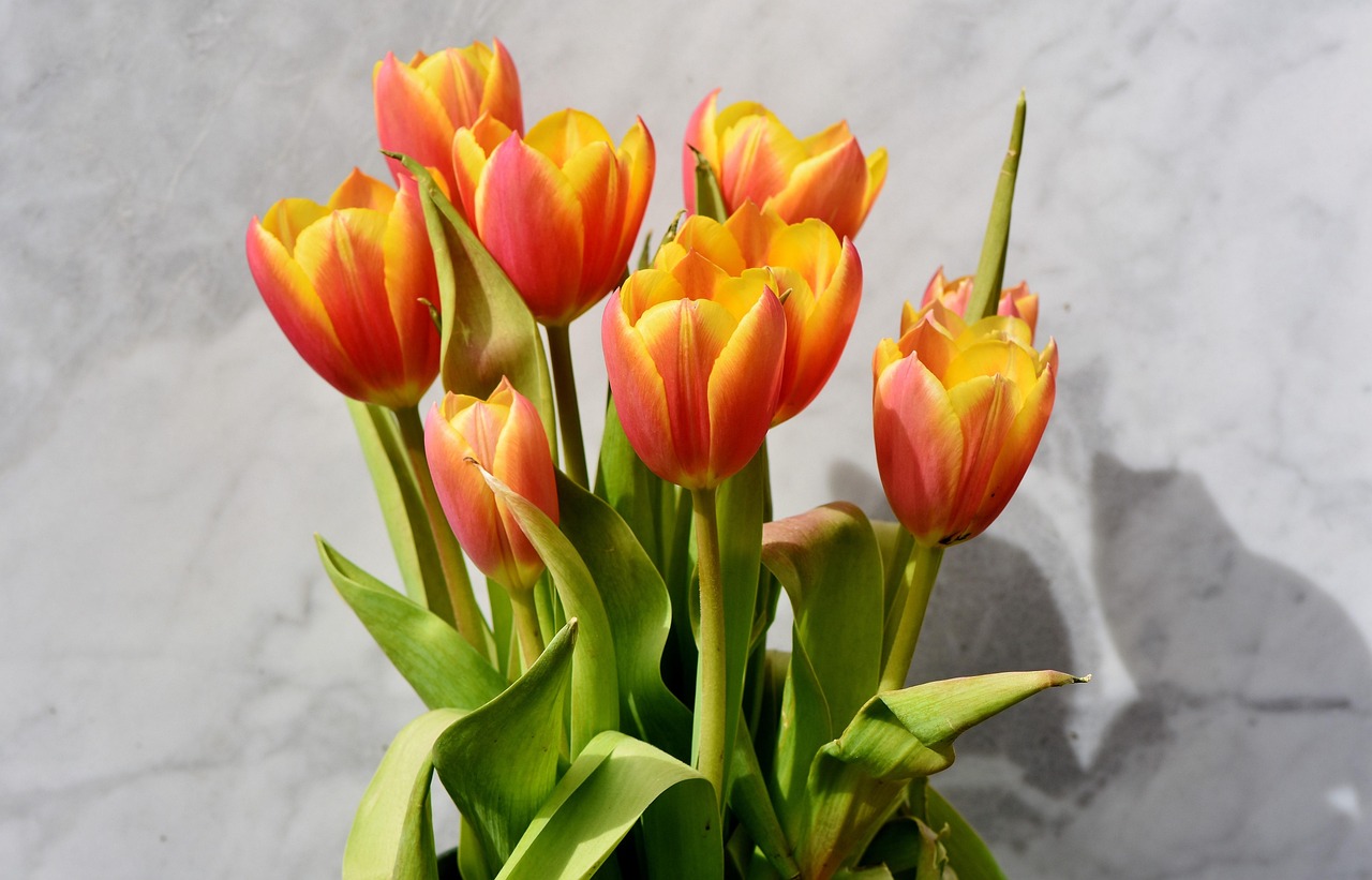 30,000+ Free Tulip Bouquet & Tulips Images - Pixabay