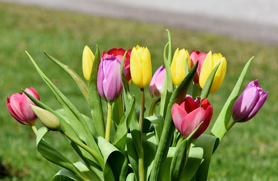Tulip Bouquet Blossom - Free photo on Pixabay