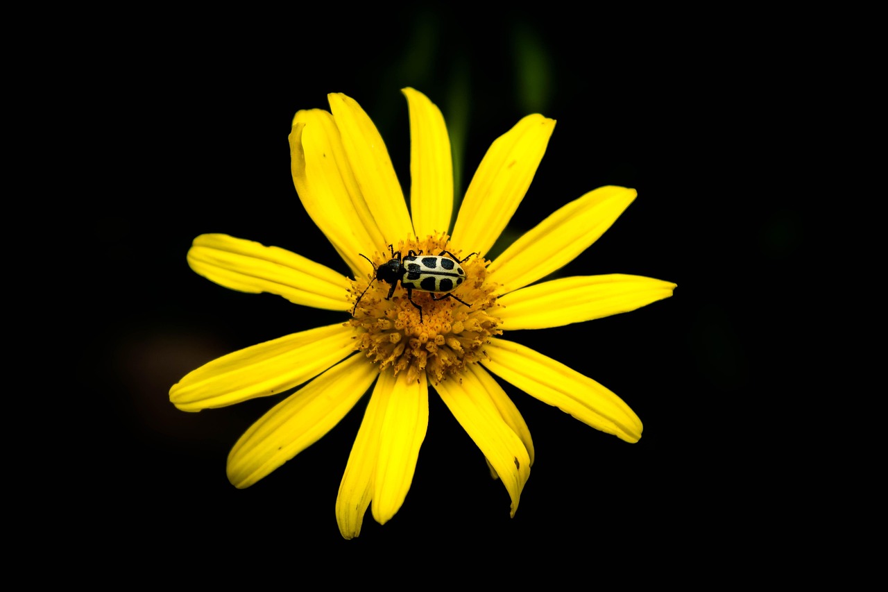 70,000+ Free Flower No Background & Beautiful Flowers Images - Pixabay