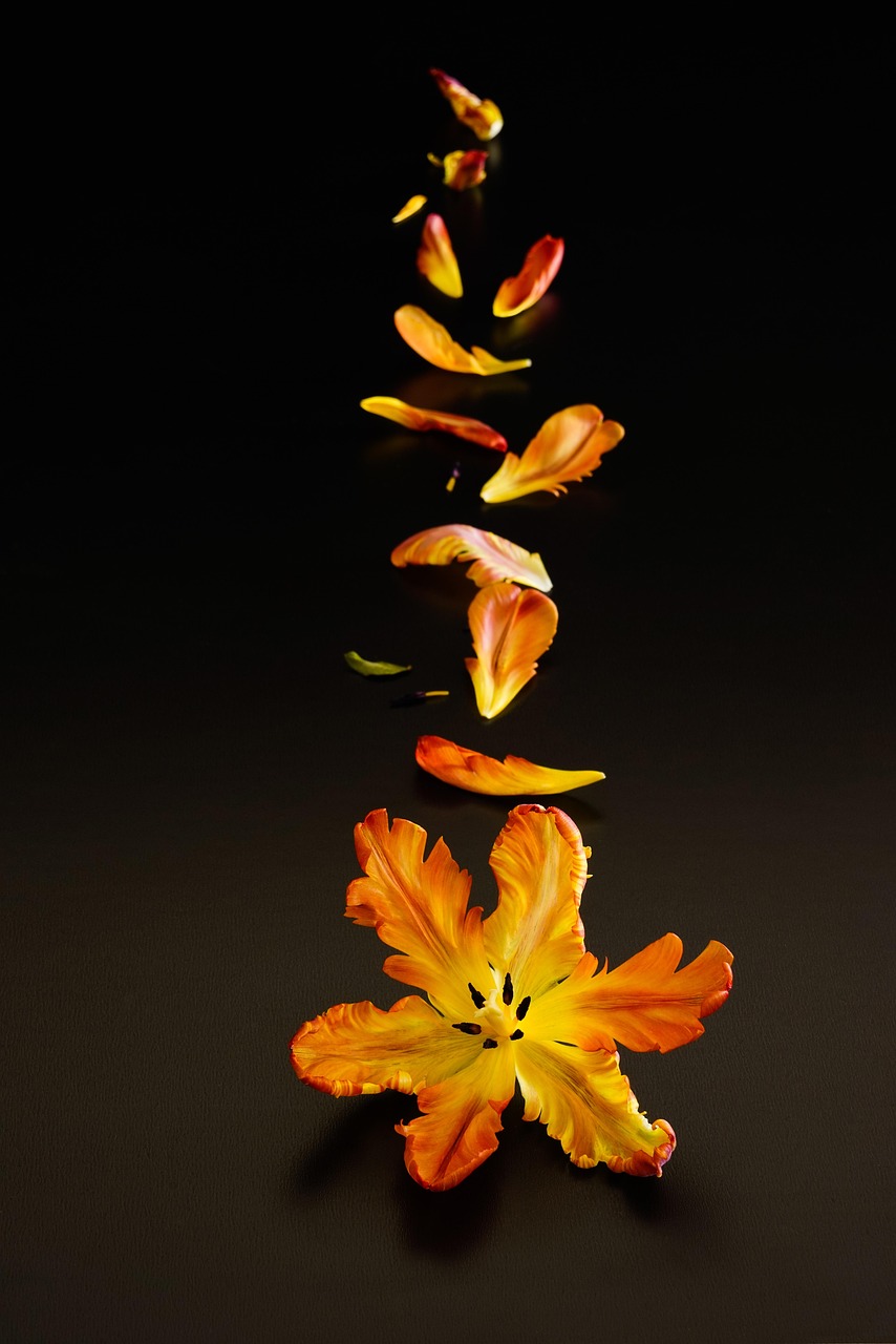 400,000+ Free Flower Still Life & Still Life Images - Pixabay