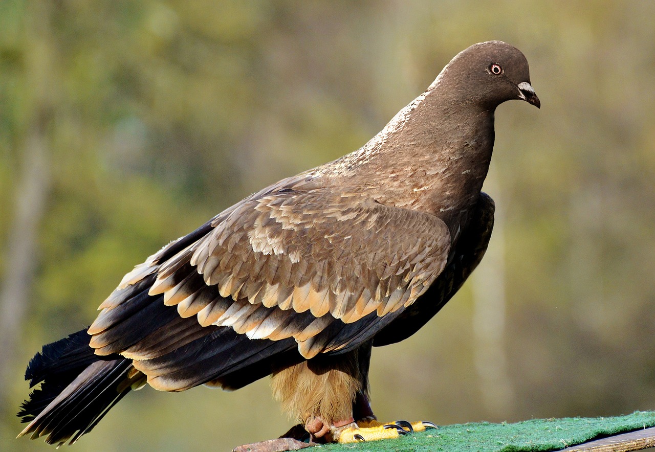 Fotomanipulacja Dove Eagle - Free photo on Pixabay - Pixabay