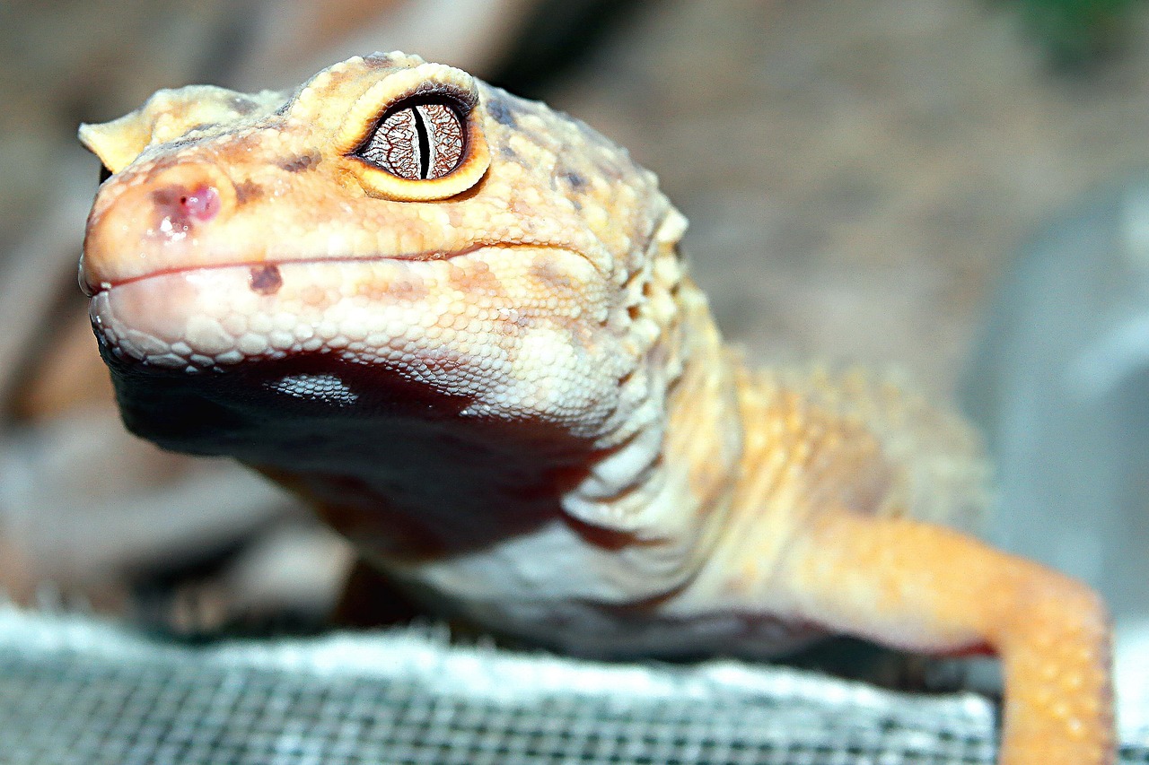 Nature Reptiles Animals - Free photo on Pixabay - Pixabay