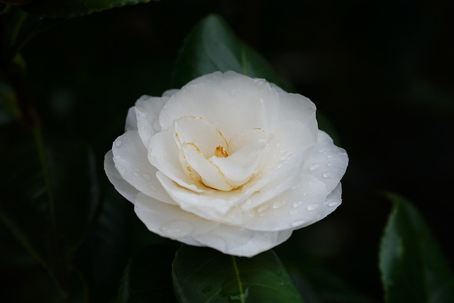 Flower Plant Leaf - Free photo on Pixabay