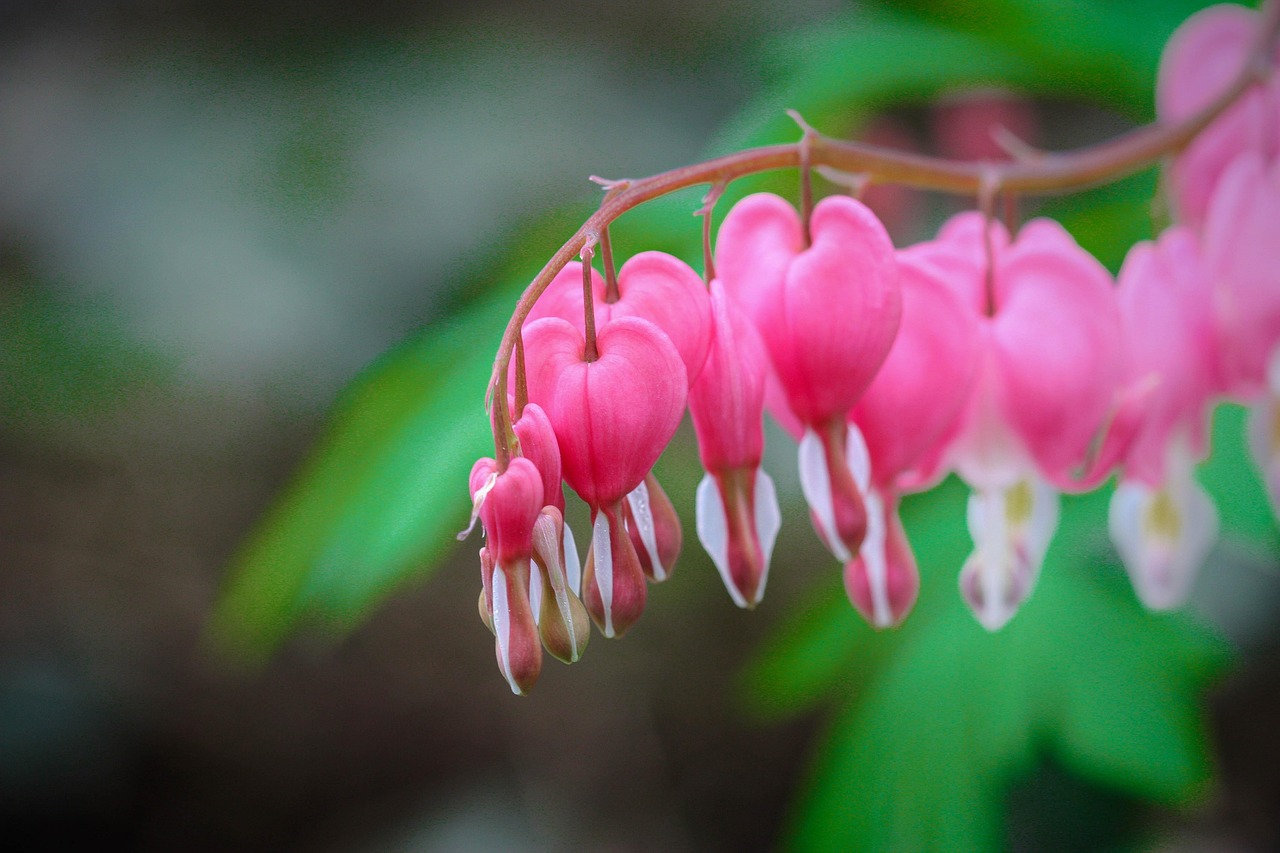 Nature Flore Fleur - Photo gratuite sur Pixabay - Pixabay