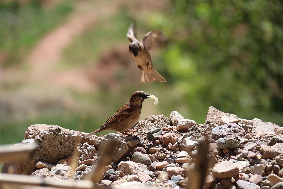 Natura Fauna Selvatica Animalia - Foto gratis su Pixabay