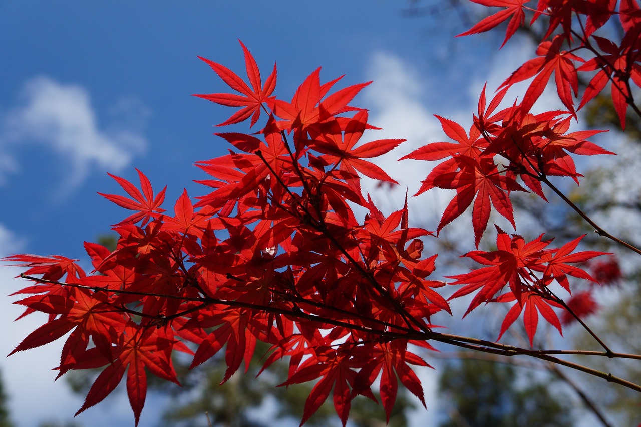 Season Leaf Tree - Free photo on Pixabay - Pixabay