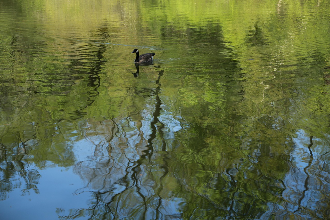 The Body Of Water Nature Lake - Free photo on Pixabay - Pixabay