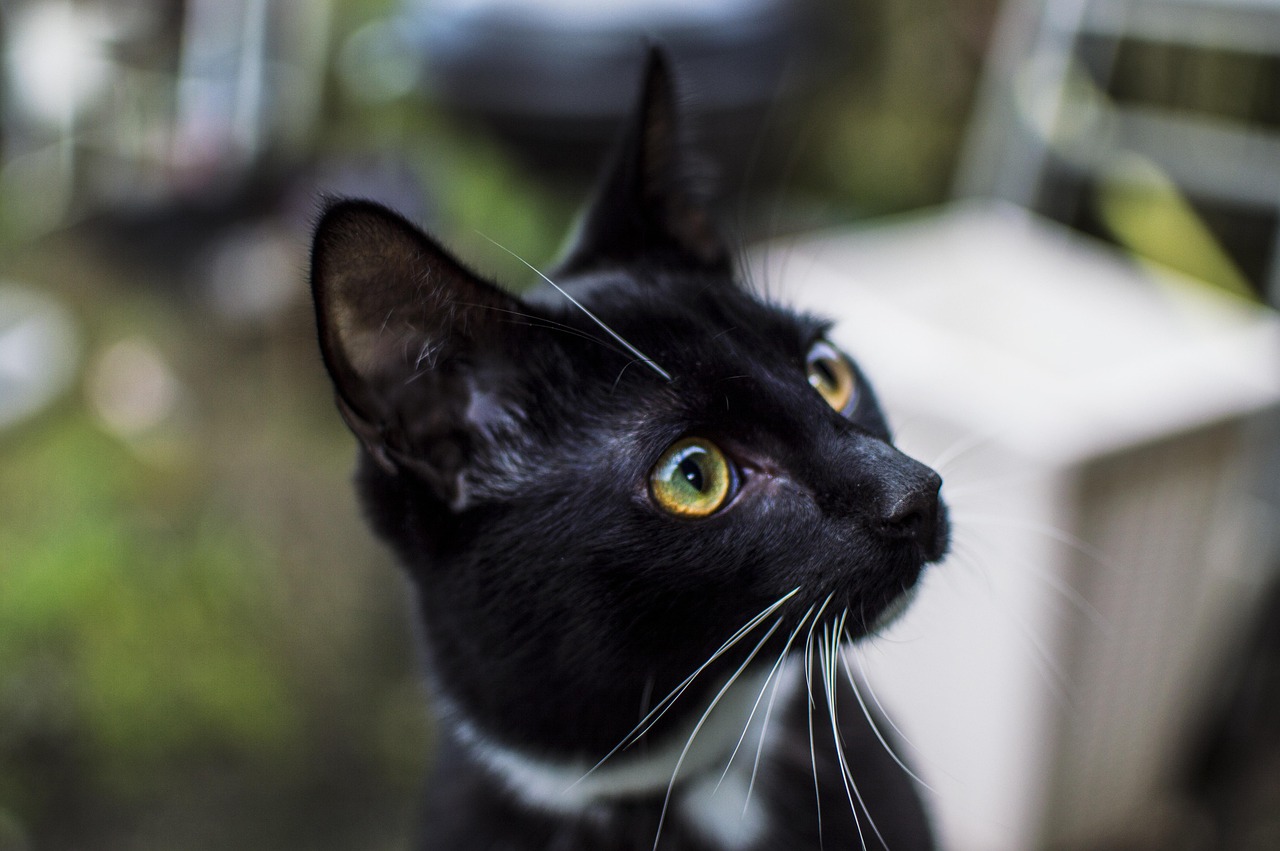 Portrait Cute Animals - Free photo on Pixabay - Pixabay