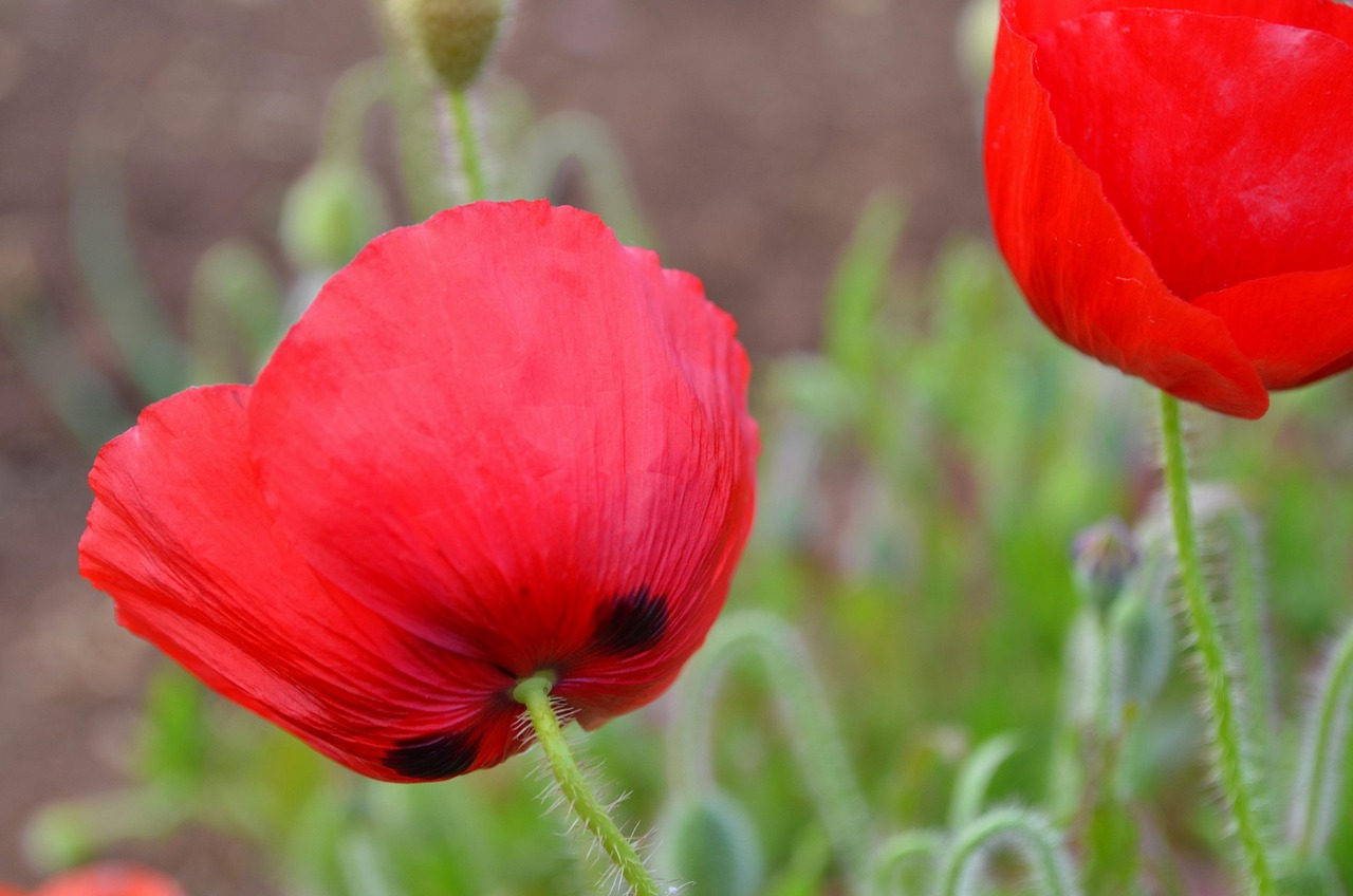 +50.000 Ücretsiz Purple Poppy ve Güzel Çiçekler Görseli - Pixabay