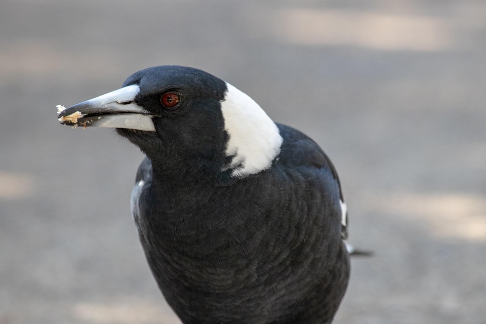 Magpie Bird Wildlife - Free photo on Pixabay - Pixabay