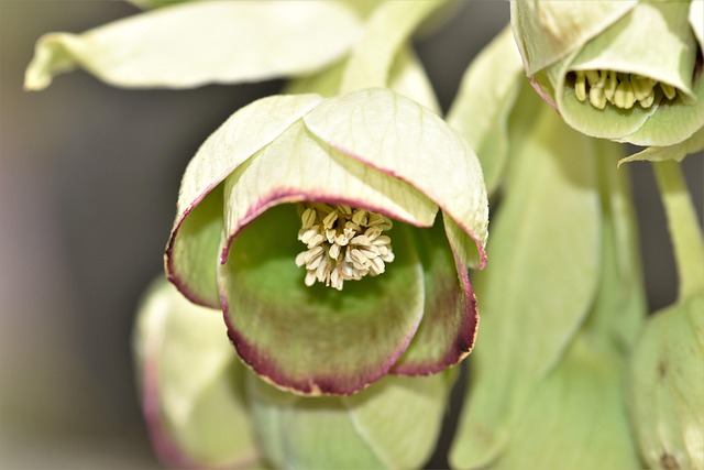 Nature Plant Close Up - Free photo on Pixabay