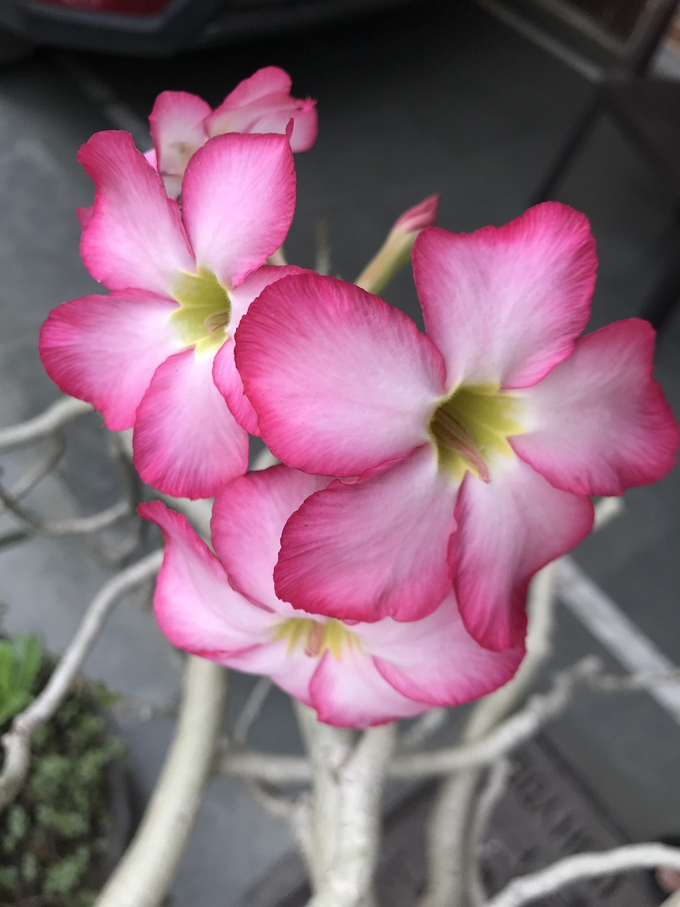 Blume Natur Flora - Kostenloses Foto auf Pixabay - Pixabay