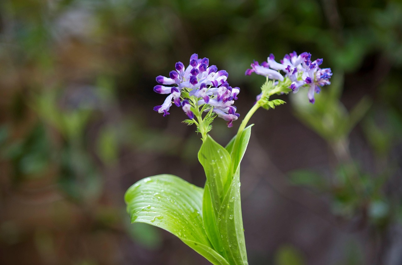 Flor Plantar Flores Silvestres - Foto gratuita no Pixabay - Pixabay