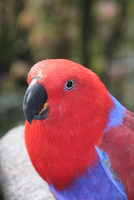 Oiseau Perroquet Nature - Photo gratuite sur Pixabay - Pixabay