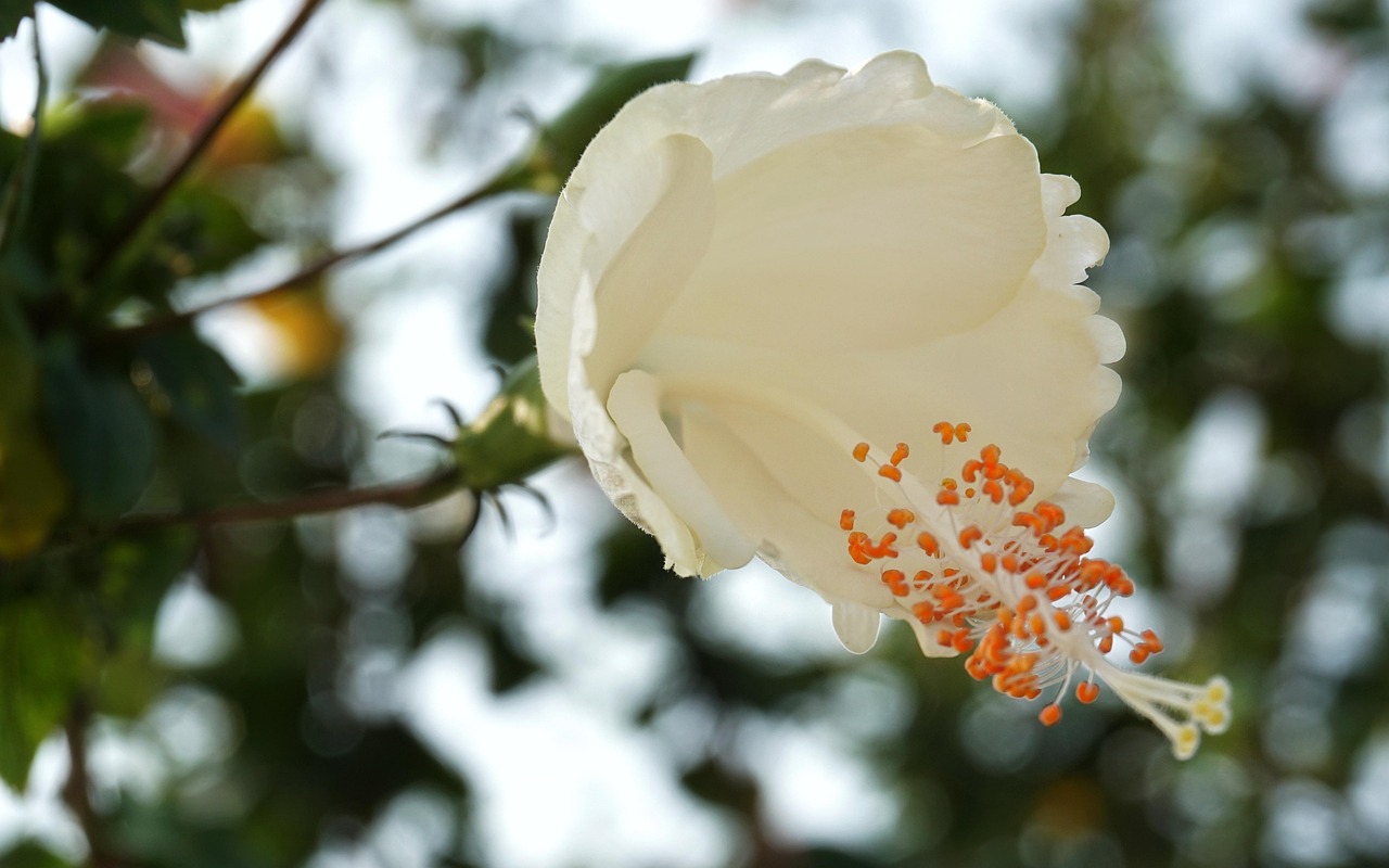 Kamelia Jepang Bunga Putih - Foto gratis di Pixabay - Pixabay
