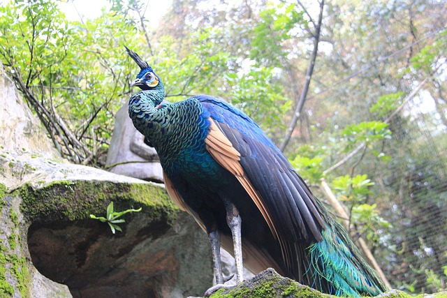 Naturaleza Tropical Pájaro Fauna - Foto gratis en Pixabay - Pixabay