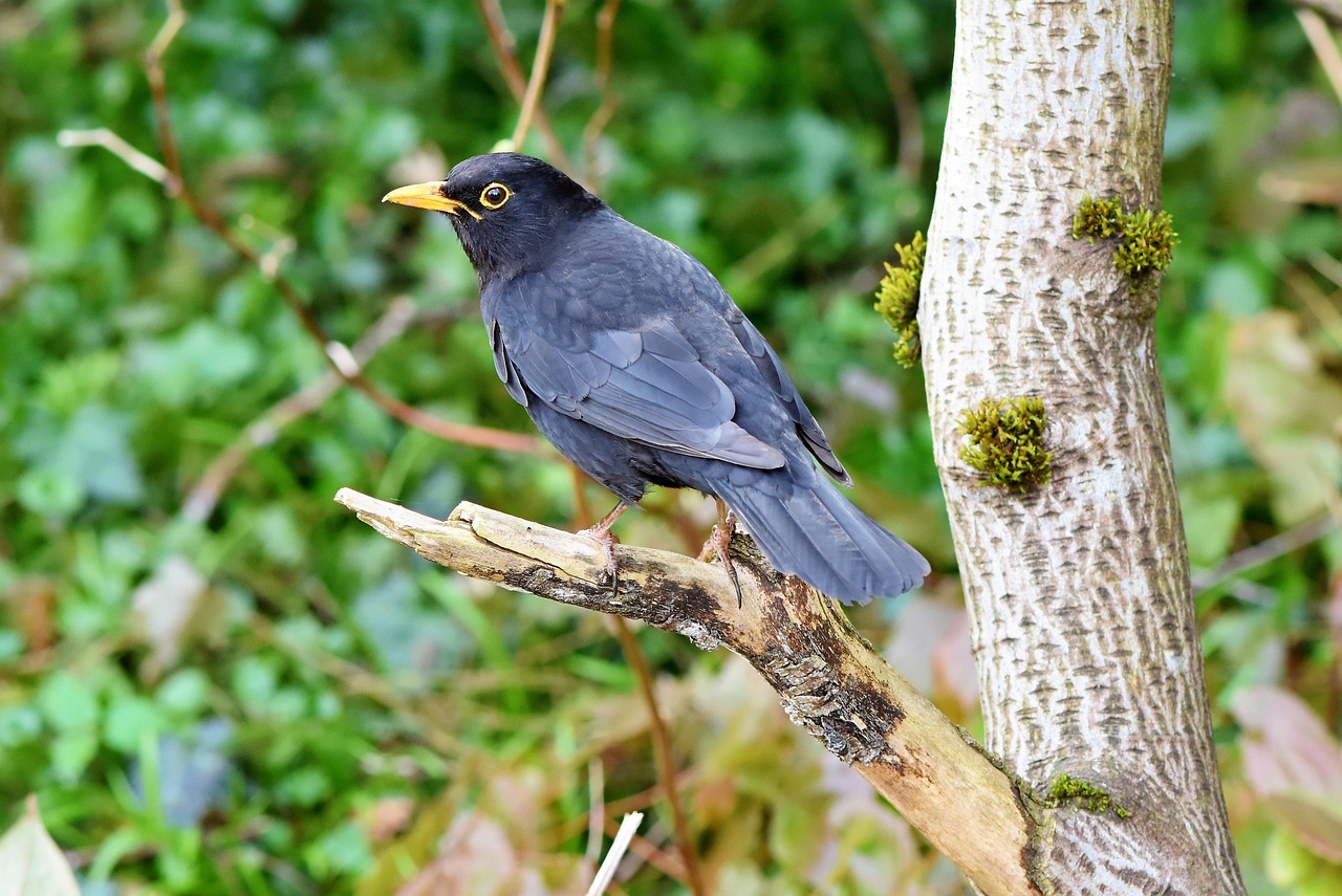 Blackbird Bird Songbird - Free photo on Pixabay - Pixabay