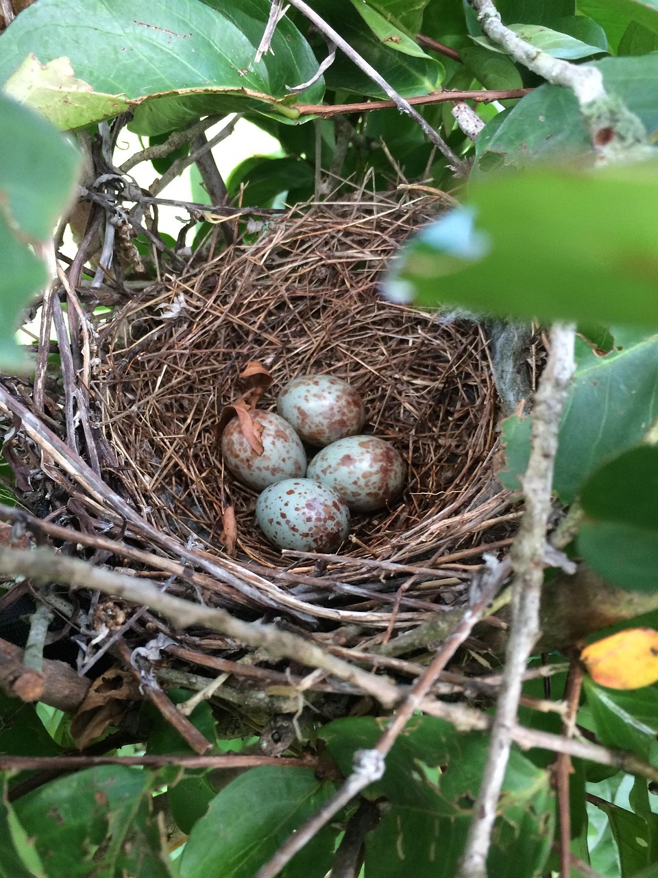Nest Nature Bird - Free photo on Pixabay - Pixabay