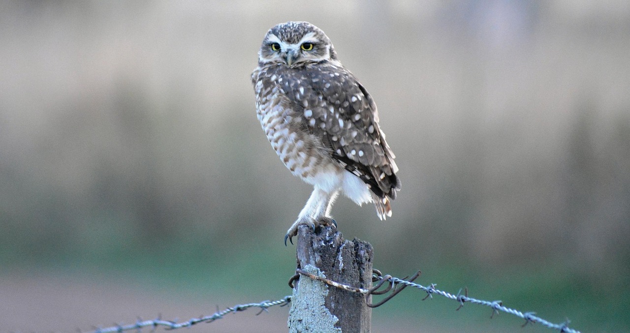 La Nature Faune Des Oiseaux À - Photo gratuite sur Pixabay - Pixabay