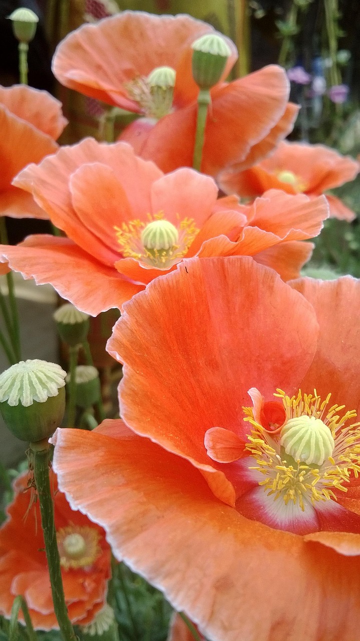 Flower Nature Flora - Free photo on Pixabay