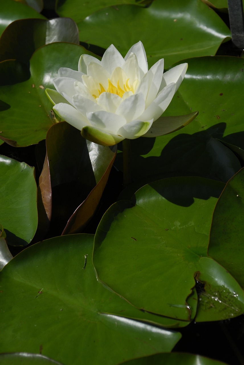 Plante Feuille Fleur La - Photo gratuite sur Pixabay - Pixabay