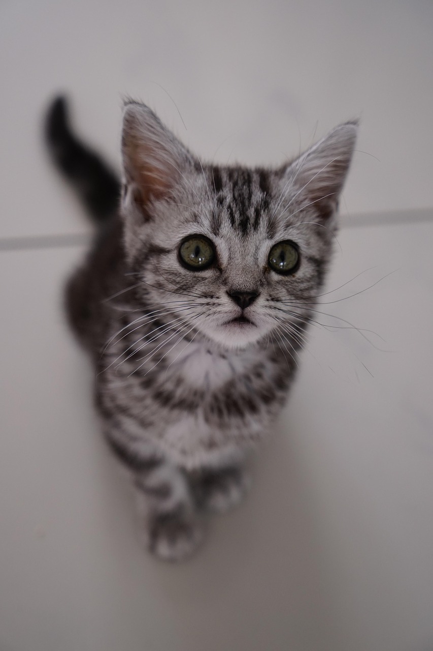 Kucing Imut Satwa Binatang Dalam - Foto gratis di Pixabay - Pixabay
