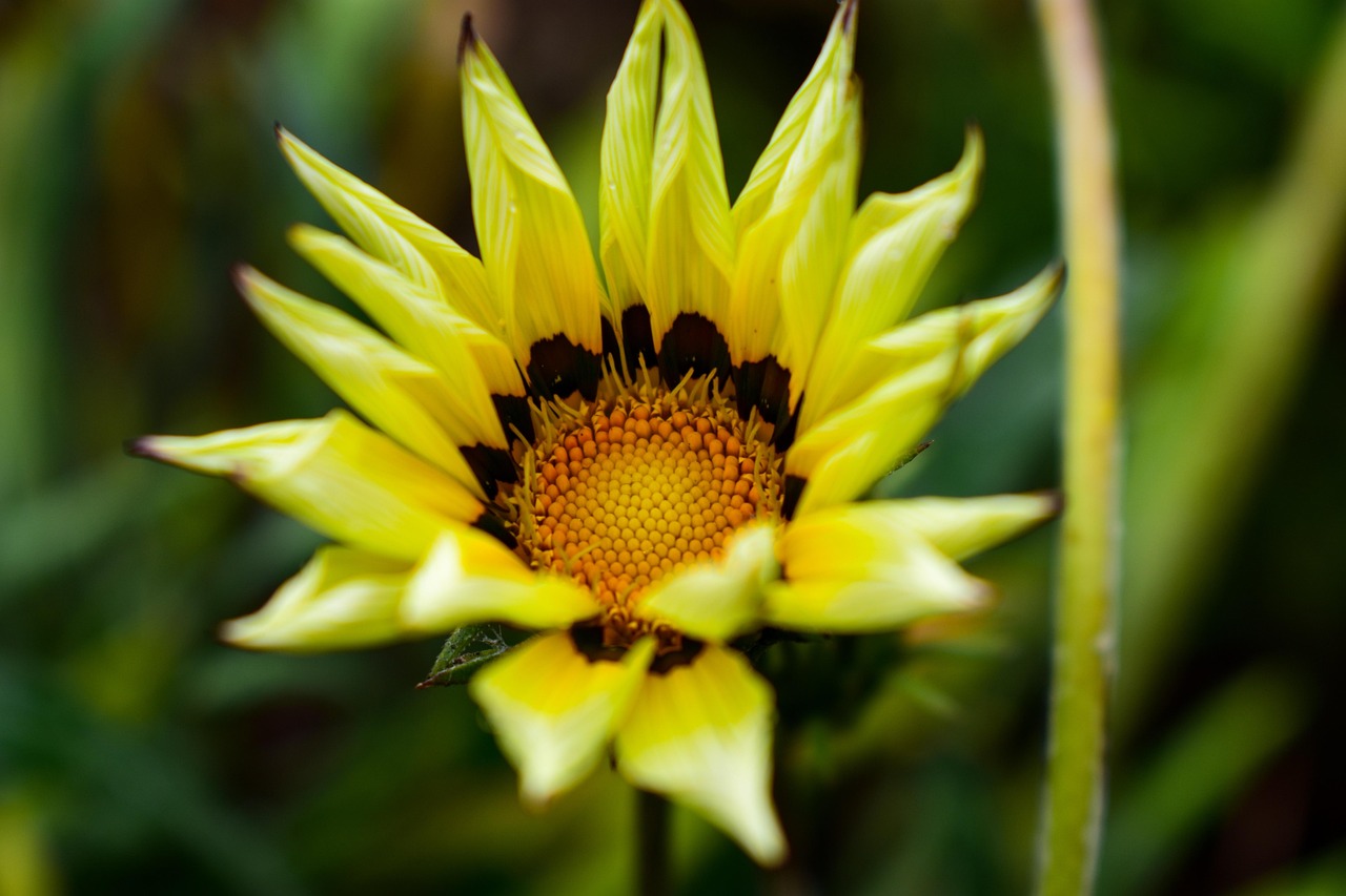 Sitemapcdatahttpmobecellcare1comphoto De Profil Nature Fleur