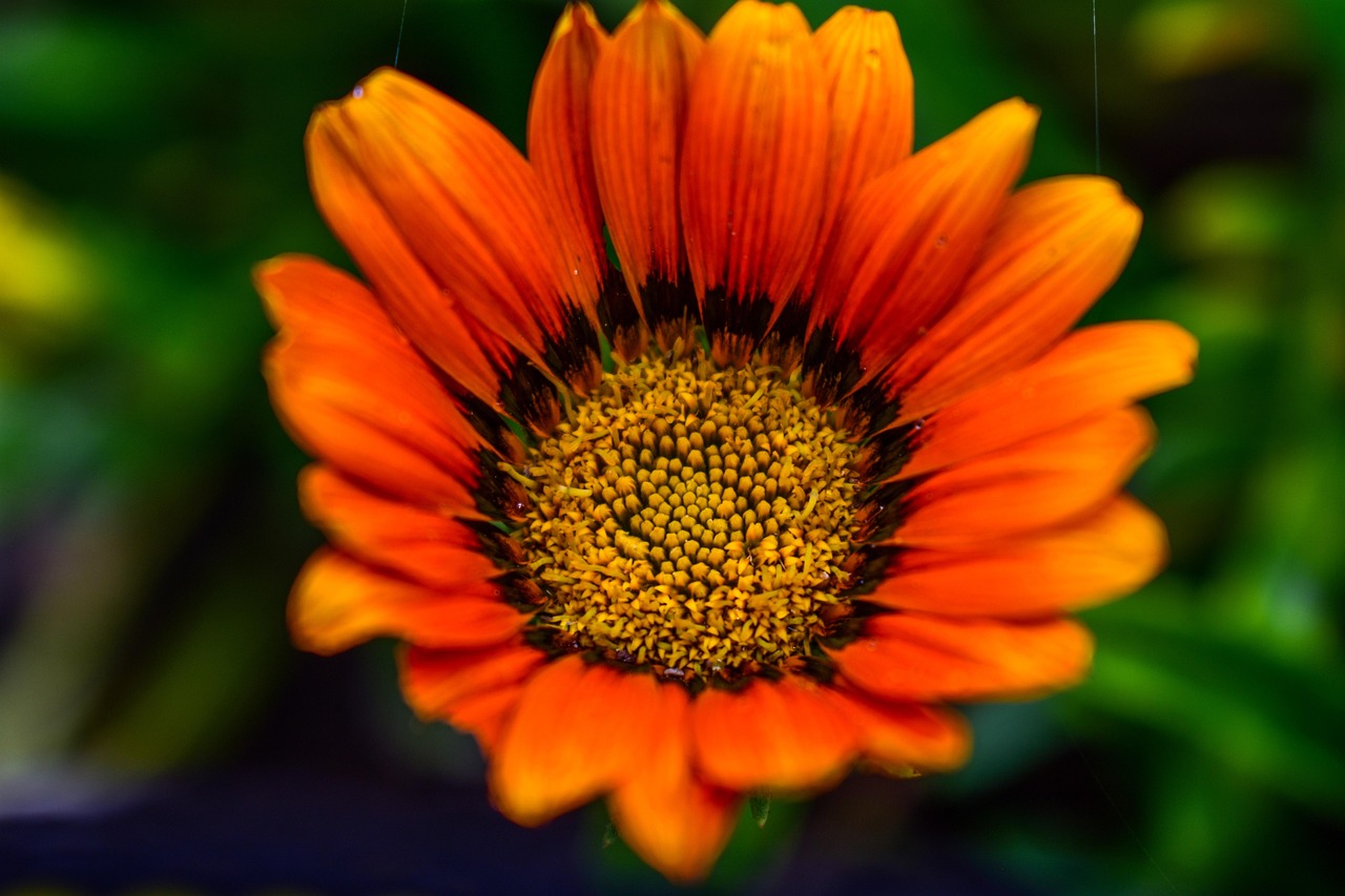 Flower Plant Nature - Free photo on Pixabay - Pixabay