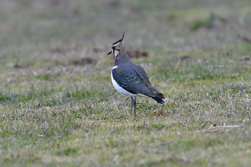 Meer dan 60 gratis afbeeldingen van Kievit en Vogel - Pixabay