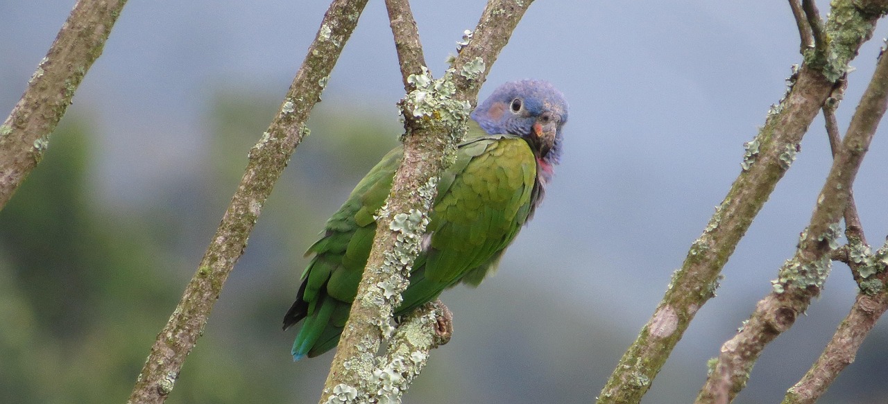 La Nature Des Oiseaux Faune À - Photo gratuite sur Pixabay - Pixabay