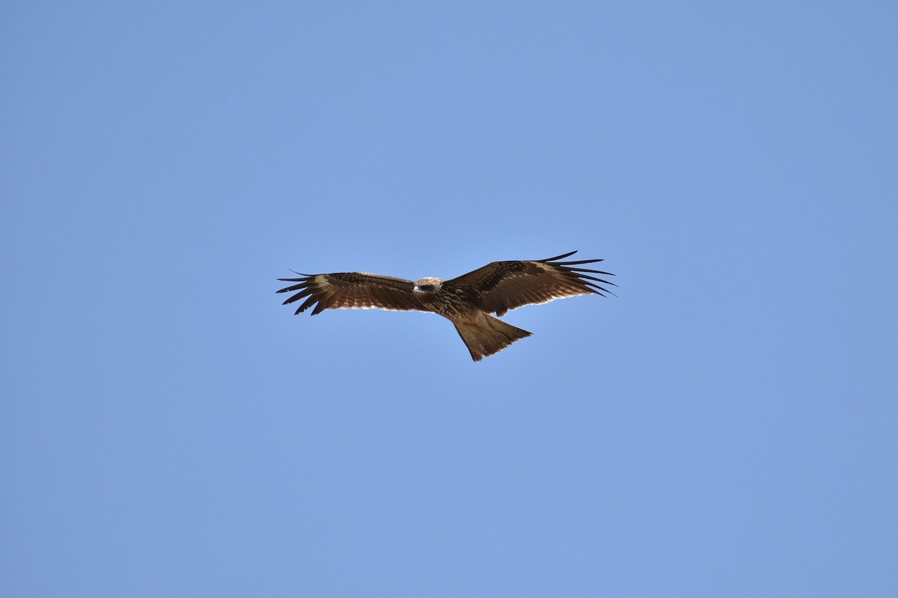 Animal Sky Bird Wild - Free photo on Pixabay - Pixabay